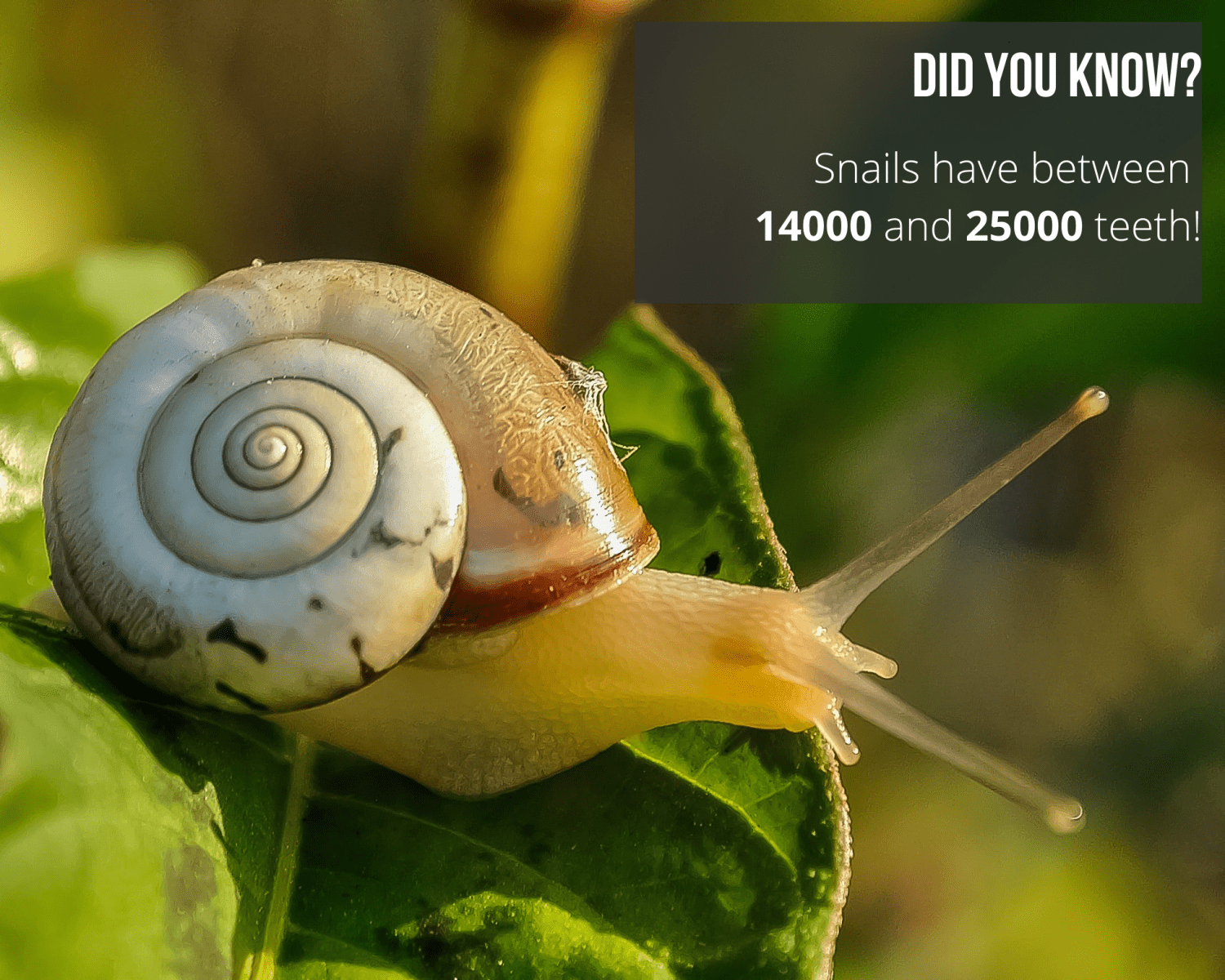 animal-data-how-many-teeth-do-snails-have – Data Visualization for Kids